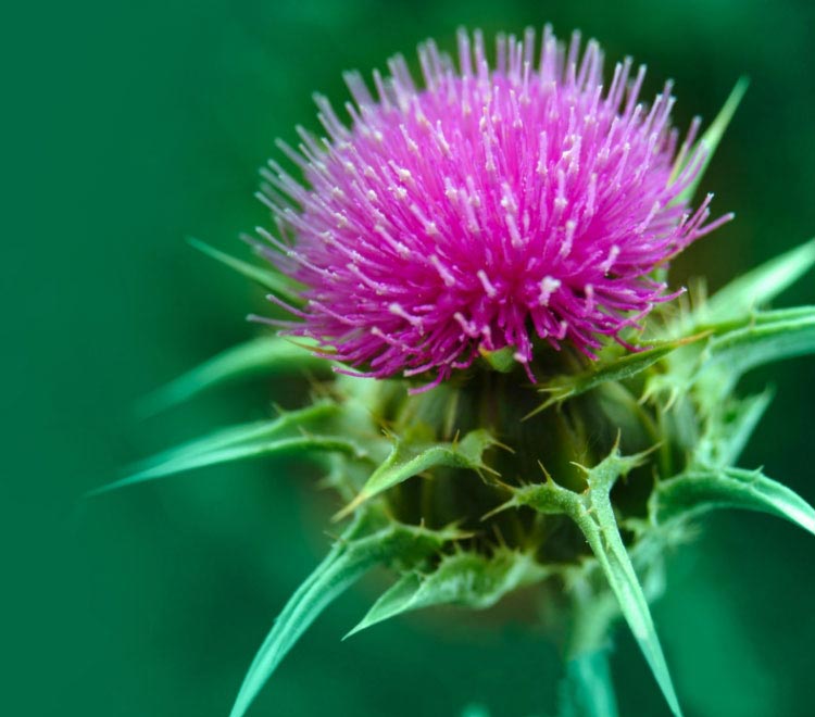 Legalon® | Silymarin Liver Protection | Protect Liver Health