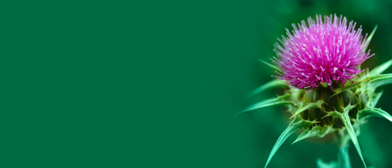 Legalon® | Silymarin Liver Protection | Protect Liver Health